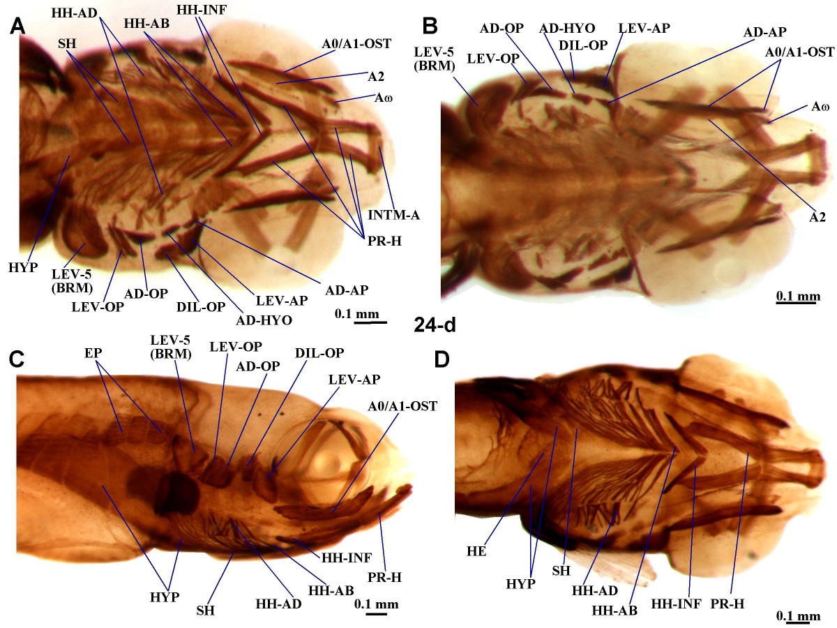 Development of mandibular, hyoid and hypobranchial muscles in the ...