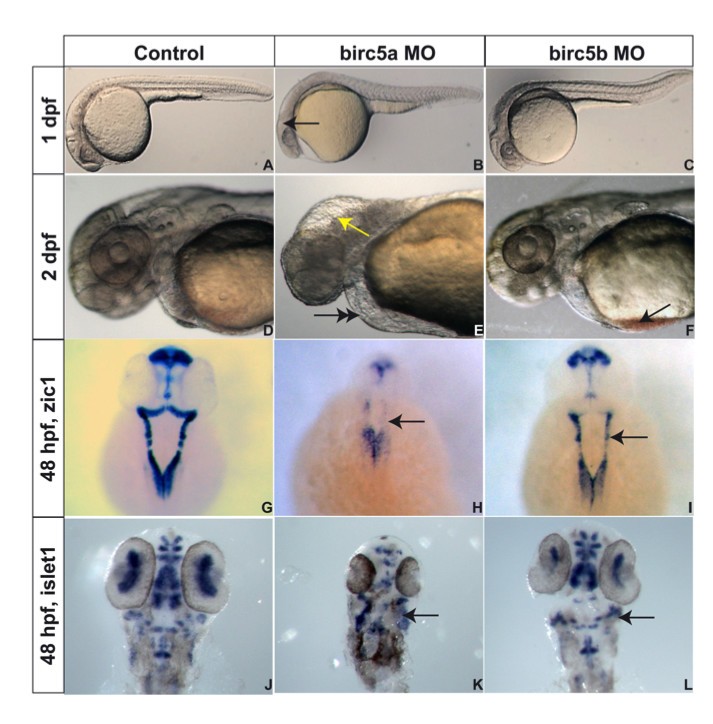 Role of the 2 zebrafish survivingenes in vasculo-angiogenesis ...
