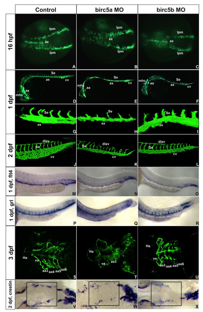 Role of the 2 zebrafish survivingenes in vasculo-angiogenesis ...
