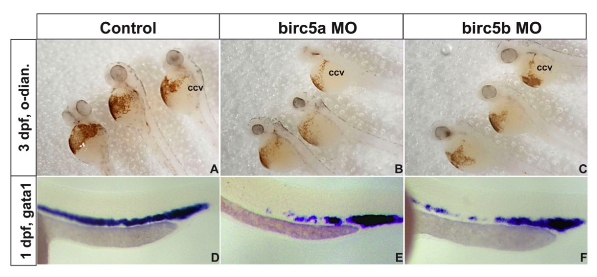Role of the 2 zebrafish survivingenes in vasculo-angiogenesis ...
