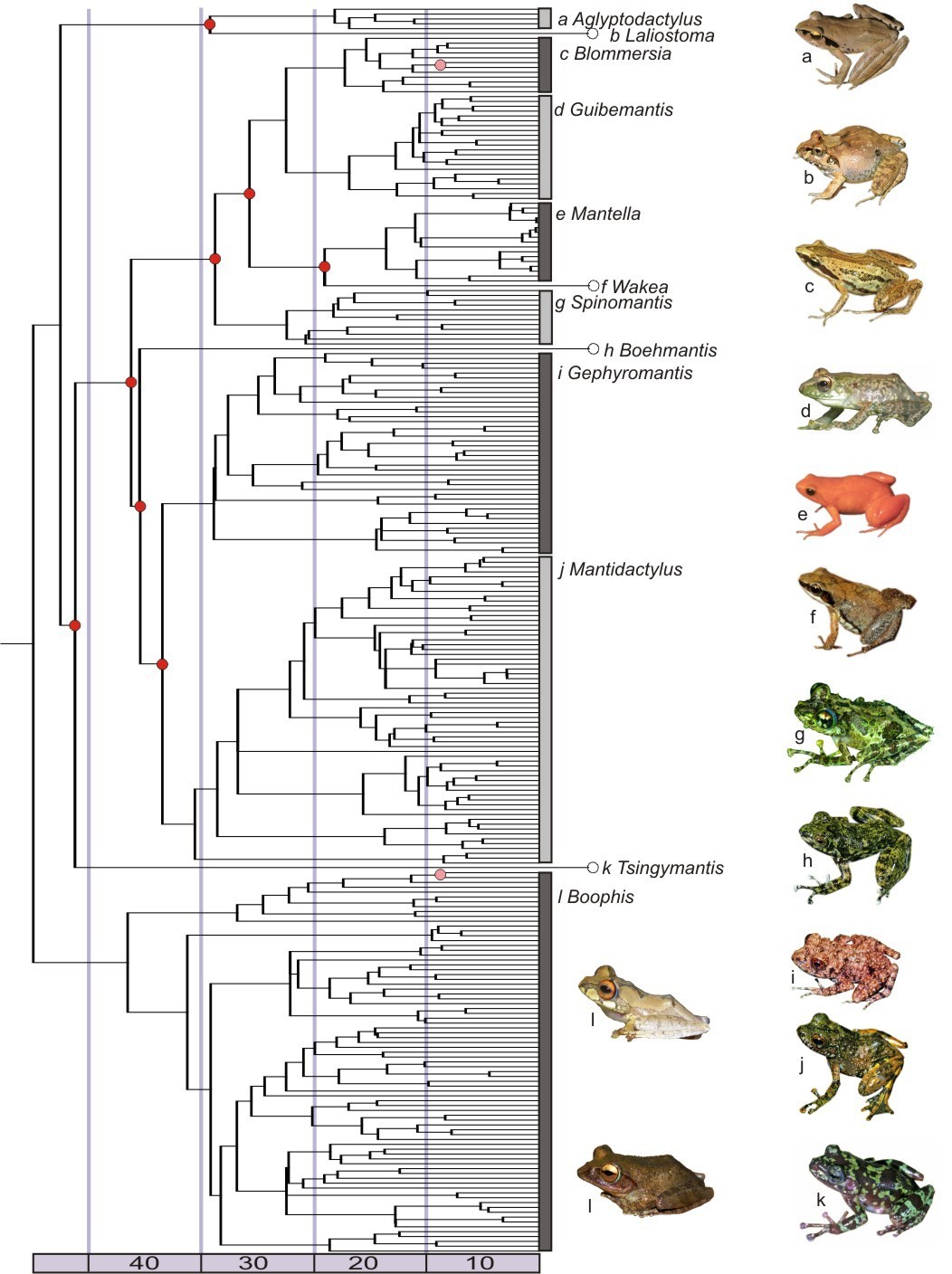 Speciation in little: the role of range and body size in the ...