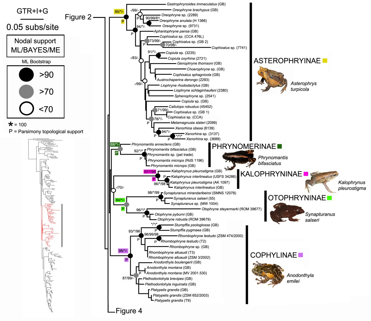 Molecular phylogeny of microhylid frogs (Anura: Microhylidae) with ...