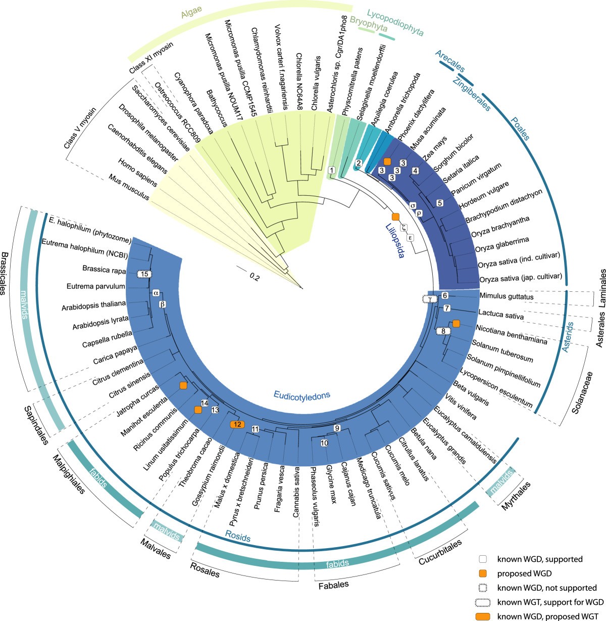 Whole genome duplication events in plant evolution reconstructed and ...