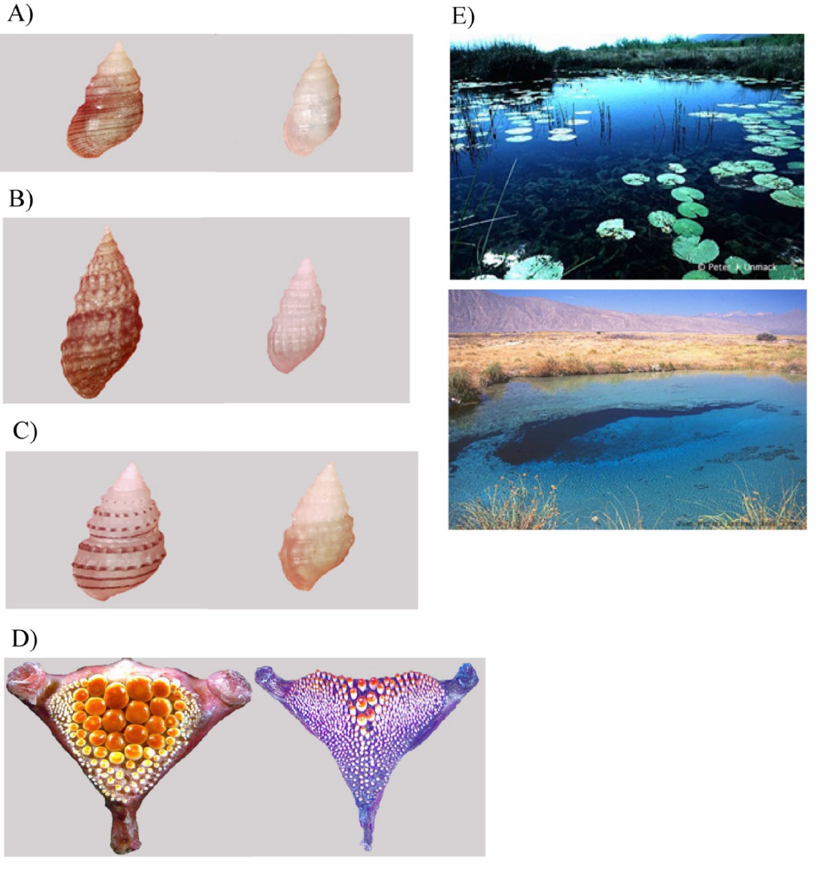 Spatial mosaic evolution of snail defensive traits | BMC Evolutionary ...