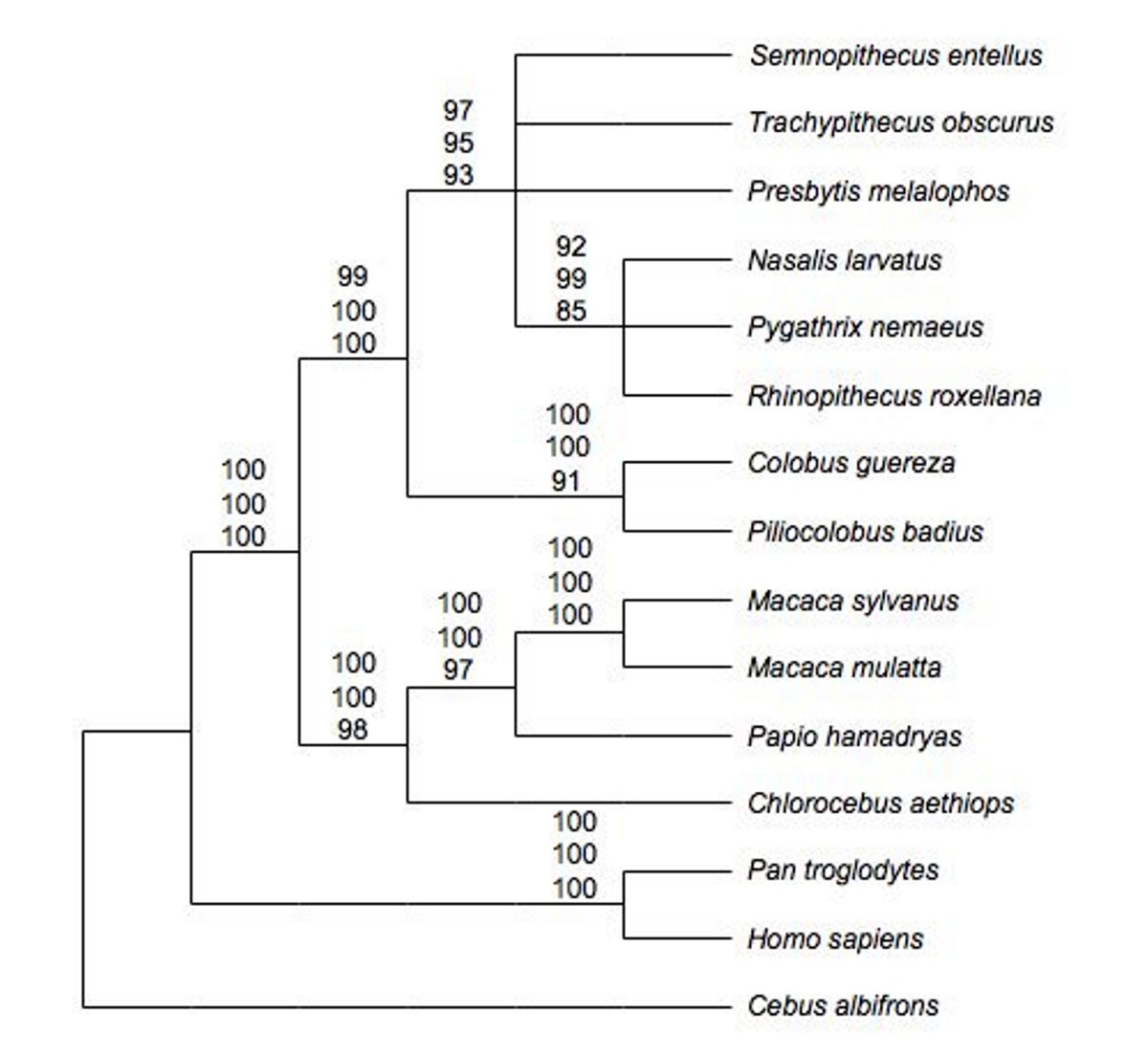 Phylogenetic position of the langur genera Semnopithecus and ...