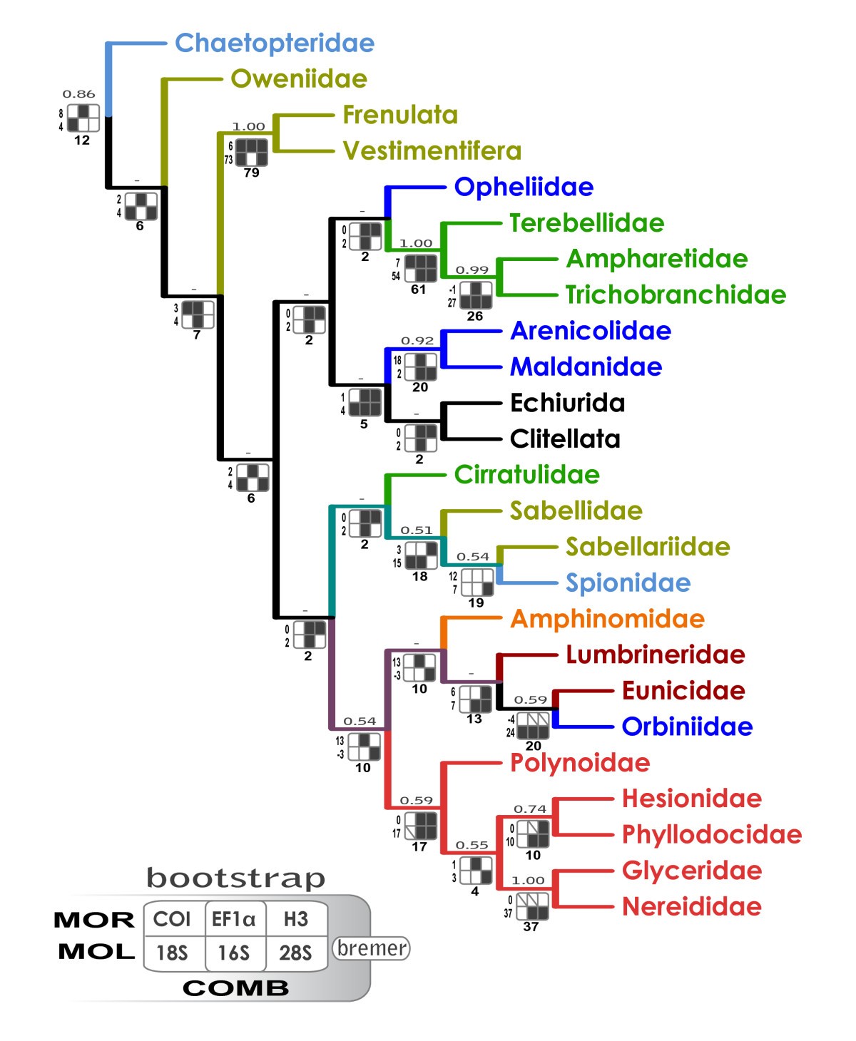 Phylogeny of Annelida (Lophotrochozoa): total-evidence analysis of ...