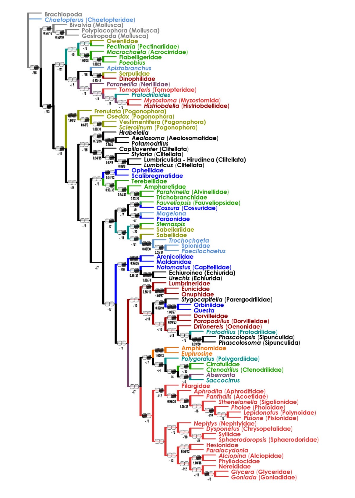 Phylogeny of Annelida (Lophotrochozoa): total-evidence analysis of ...