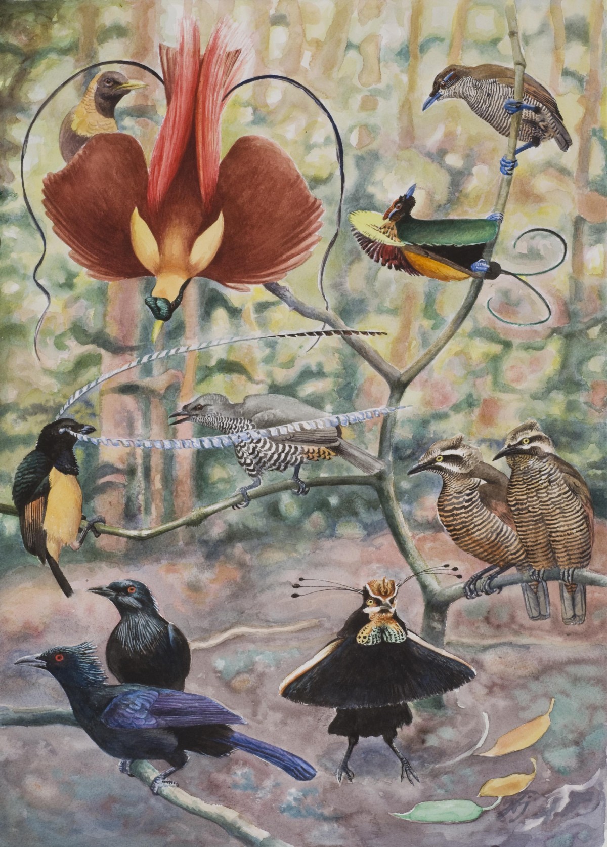 An unexpectedly long history of sexual selection in birds-of-paradise ...