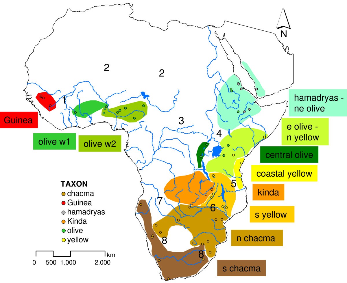Mitochondrial phylogeography of baboons (Papiospp.) – Indication for ...