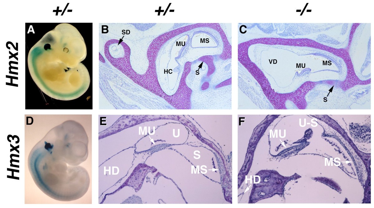 A symphony of inner ear developmental control genes | BMC Genetics ...