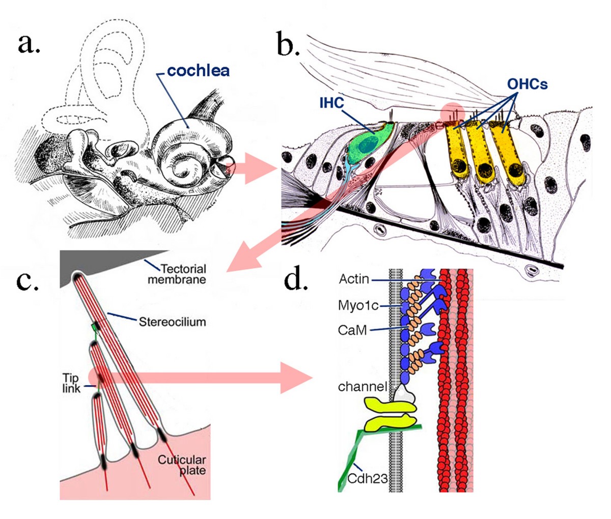 Identifying components of the hair-cell interactome involved in ...