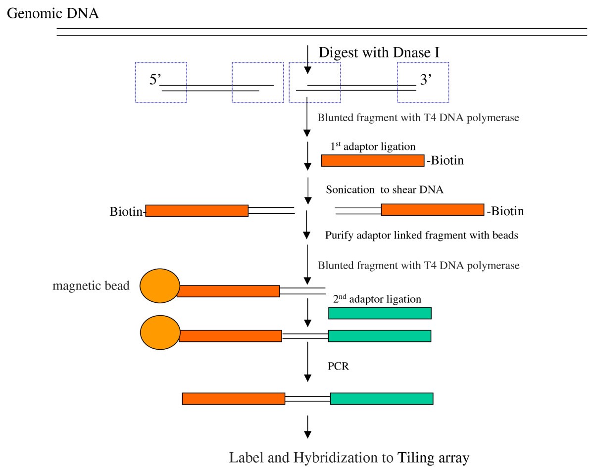 Genome-scale identification of Caenorhabditis elegans regulatory elements by tiling-array ...