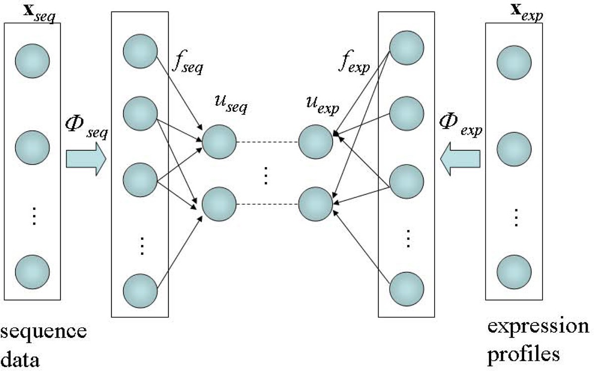 Identification of cell cycle-related regulatory motifs using a kernel canonical correlation ...