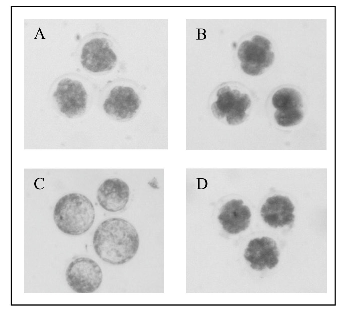 Transcriptomic profiling of bovine IVF embryos revealed candidate genes ...