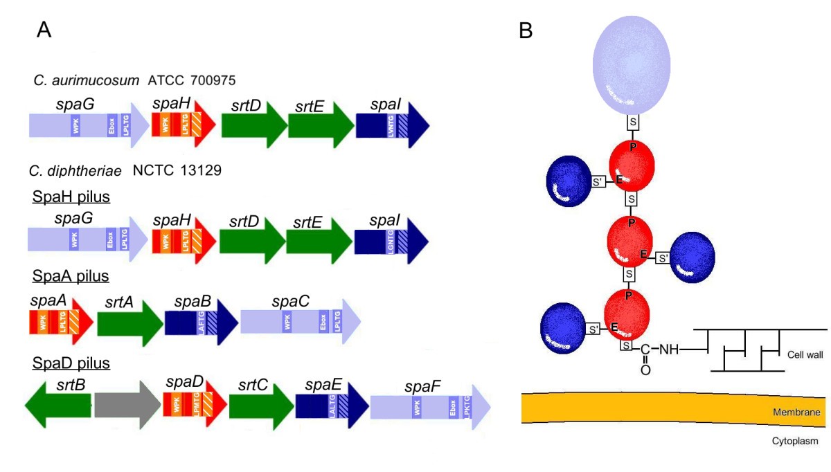 Complete genome sequence and lifestyle of black-pigmented ...