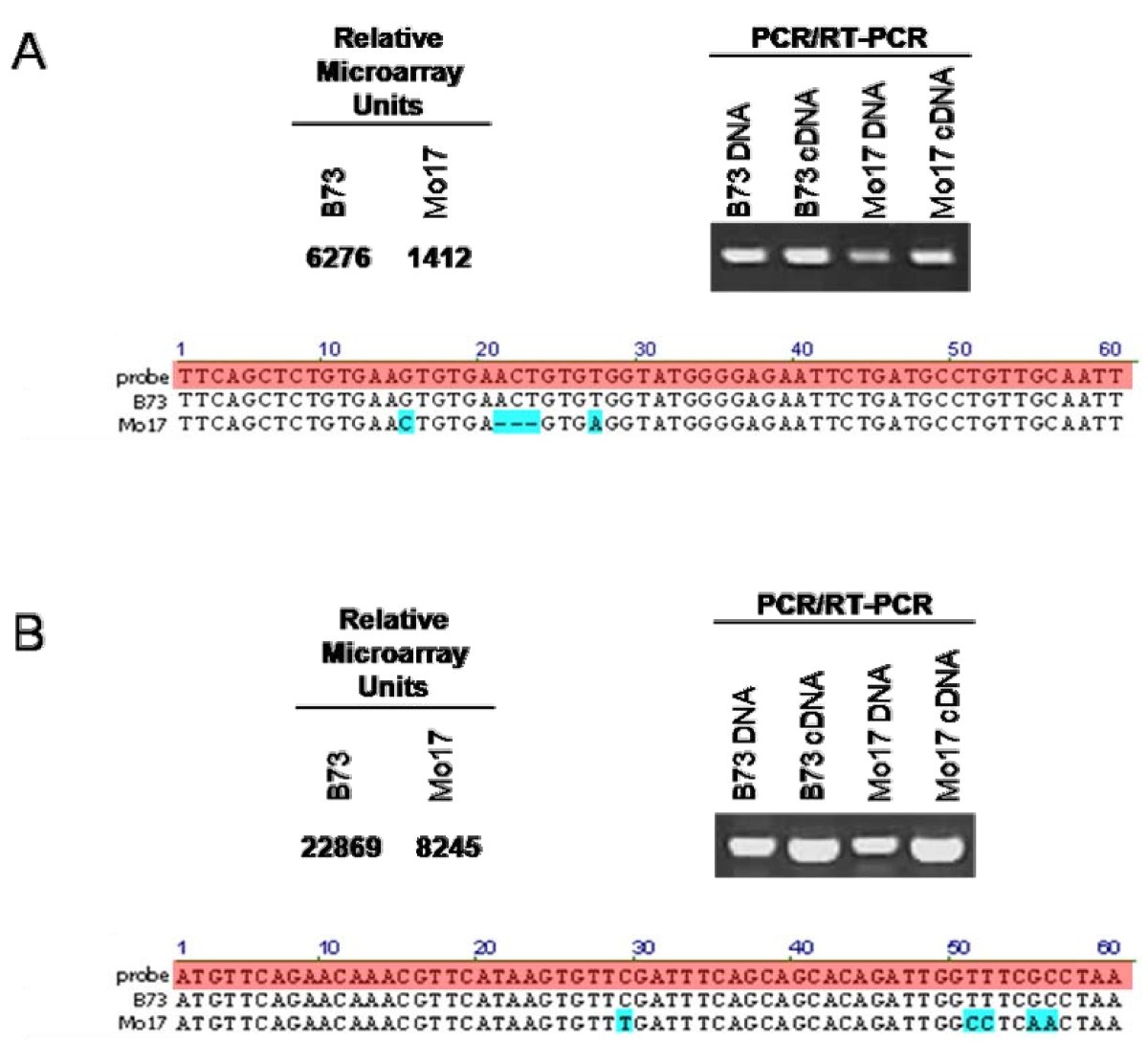 Genome-wide expression quantitative trait loci (eQTL) analysis in maize ...