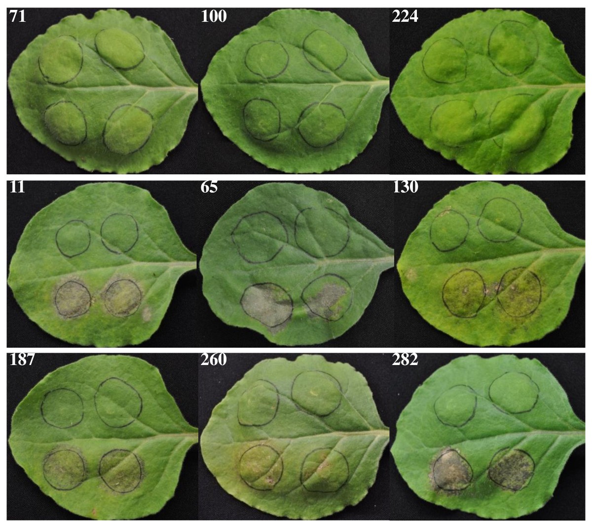 De novo sequence assembly of Albugo candida reveals a small genome ...
