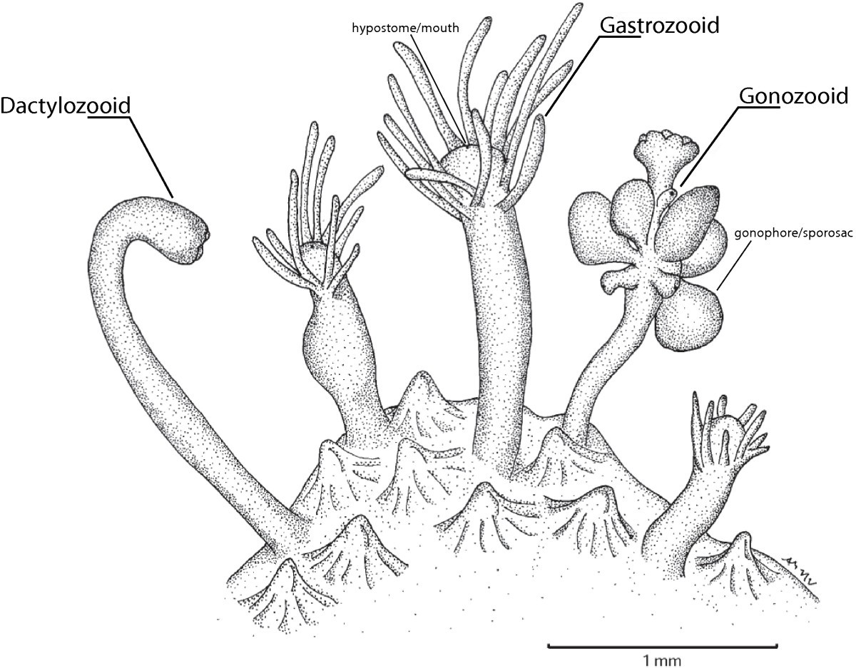 Differential gene expression between functionally specialized polyps of ...