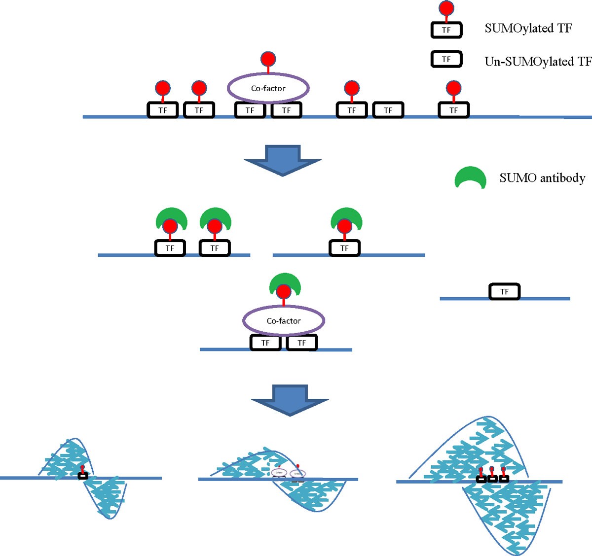 An improved ChIP-seq peak detection system for simultaneously ...