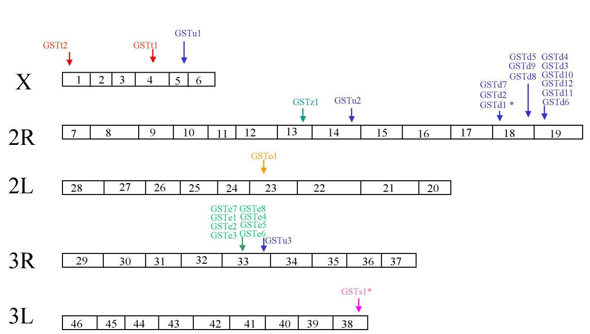 The Anopheles gambiae glutathione transferase supergene family ...