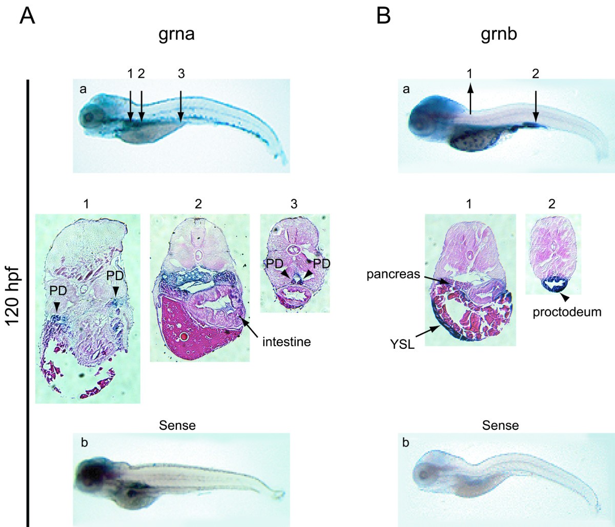 The zebrafish progranulin gene family and antisense transcripts | BMC ...