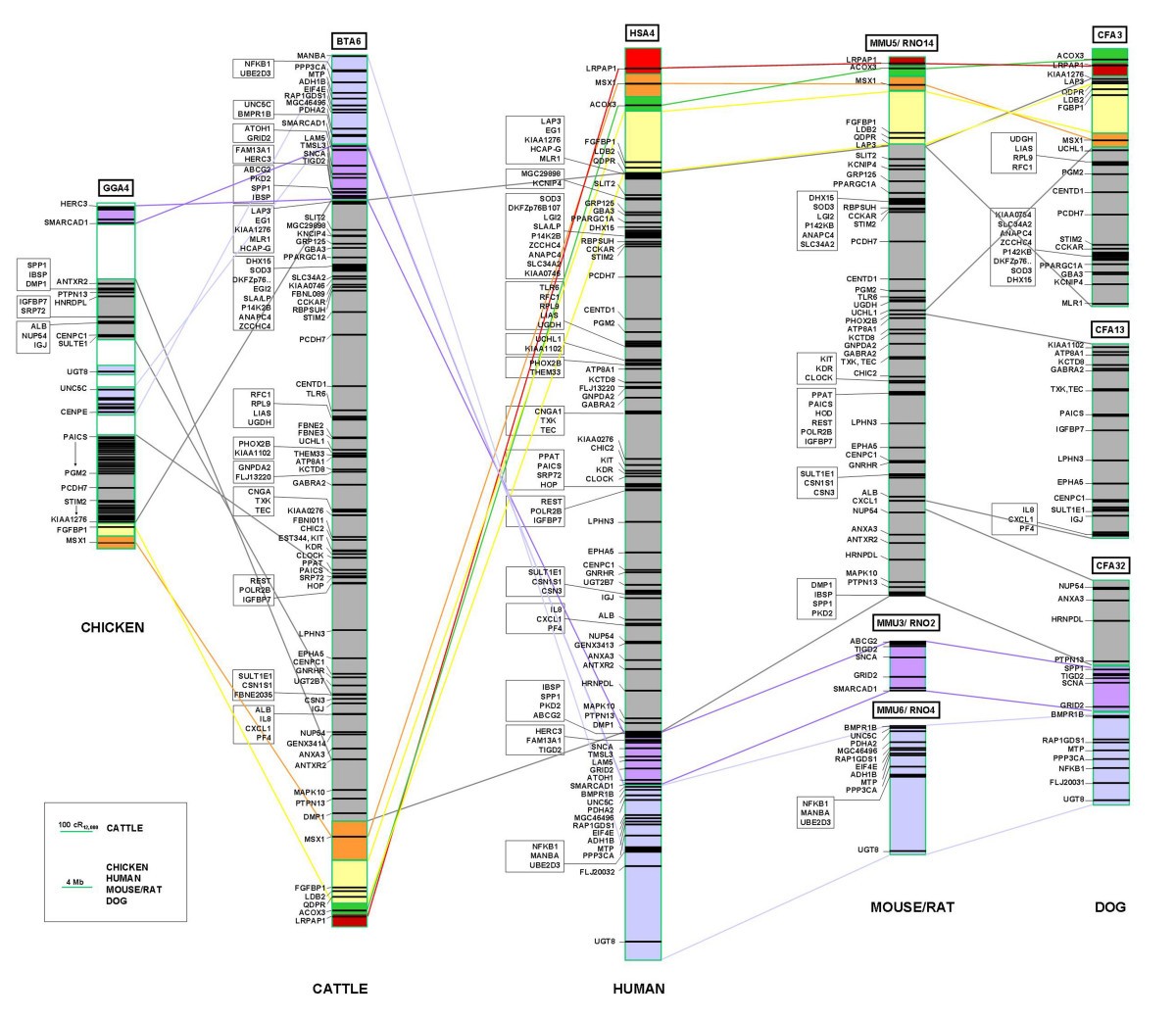 Human Chromosome Map