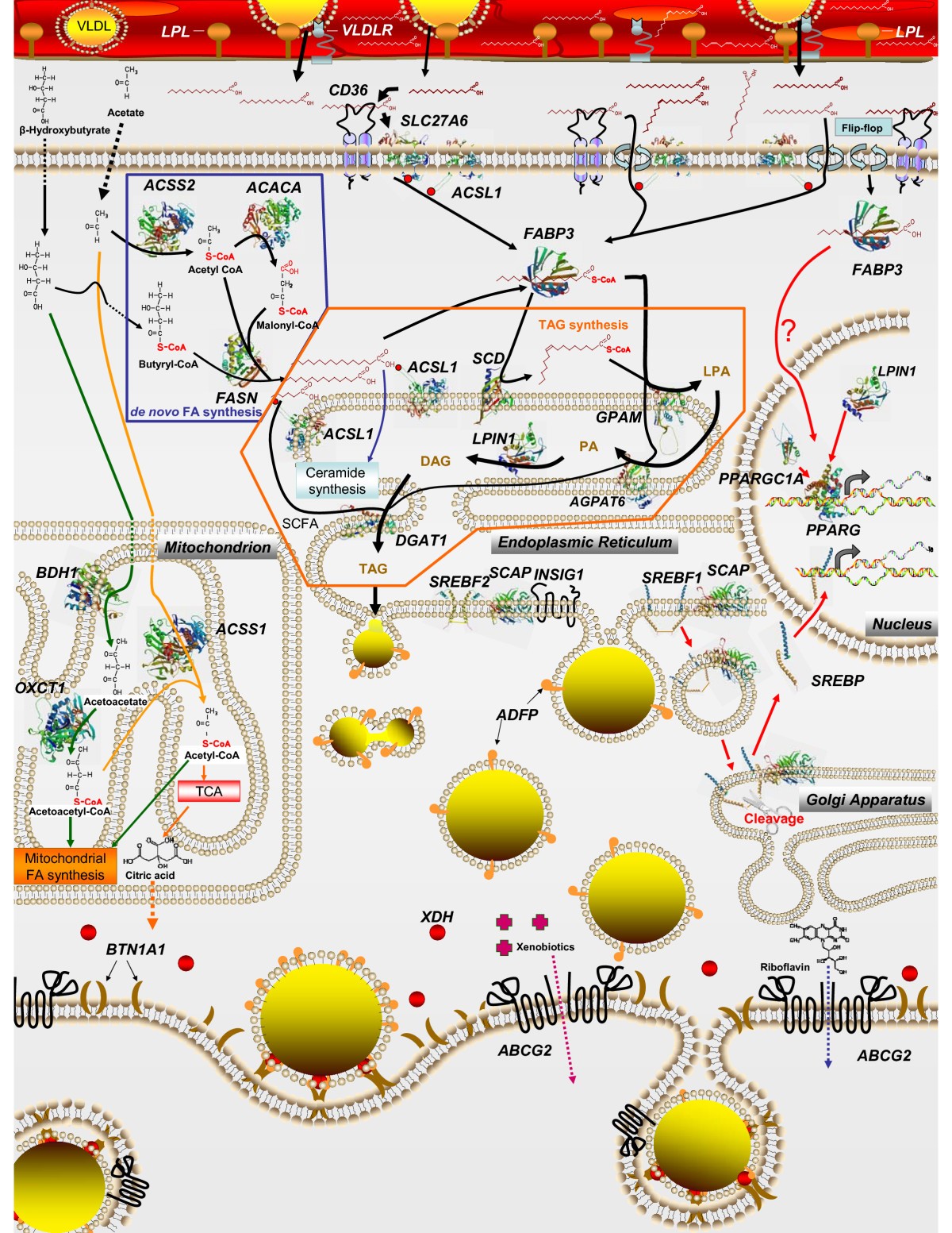 Gene networks driving bovine milk fat synthesis during the lactation ...
