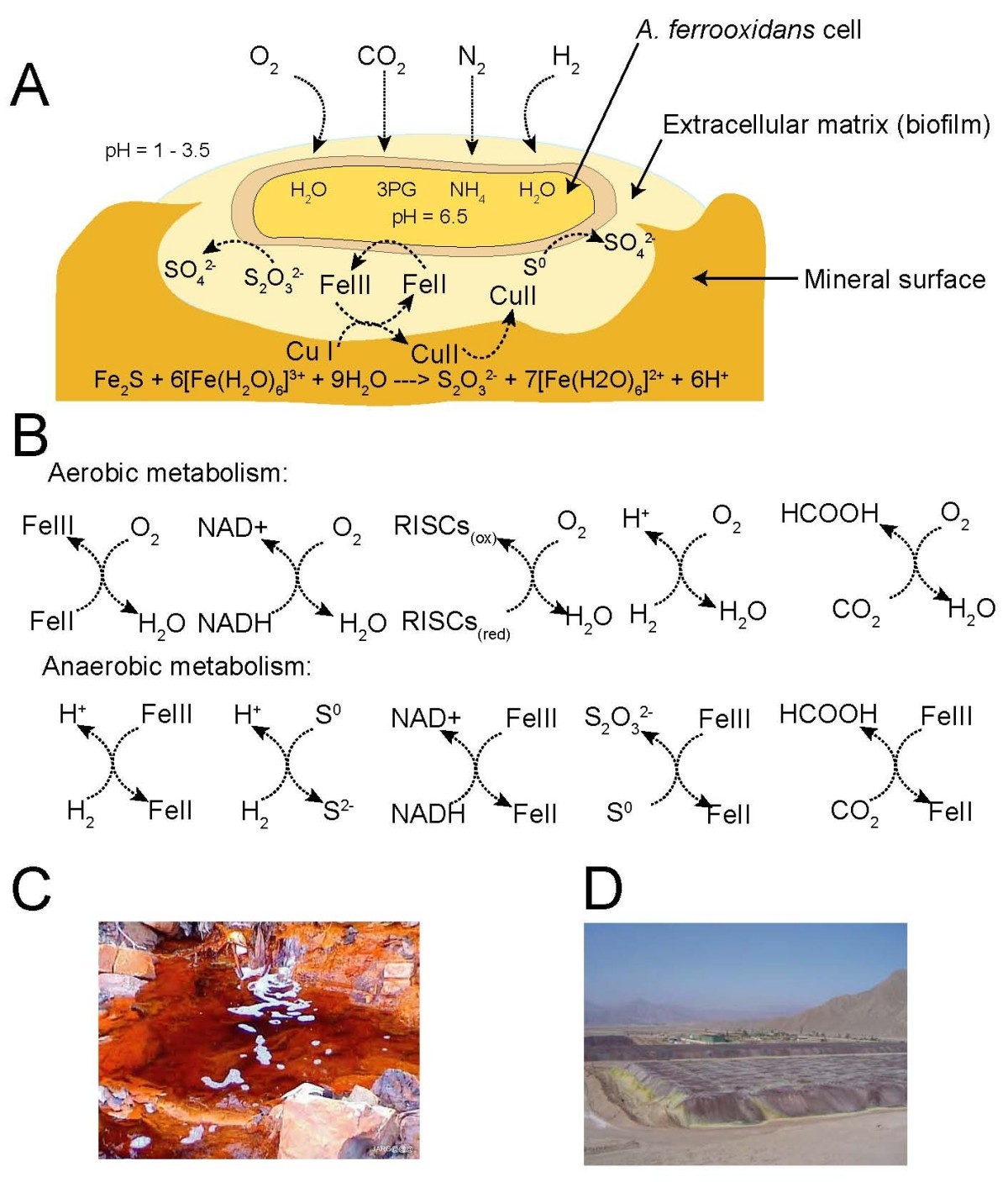 Acidithiobacillus ferrooxidans metabolism: from genome sequence to ...