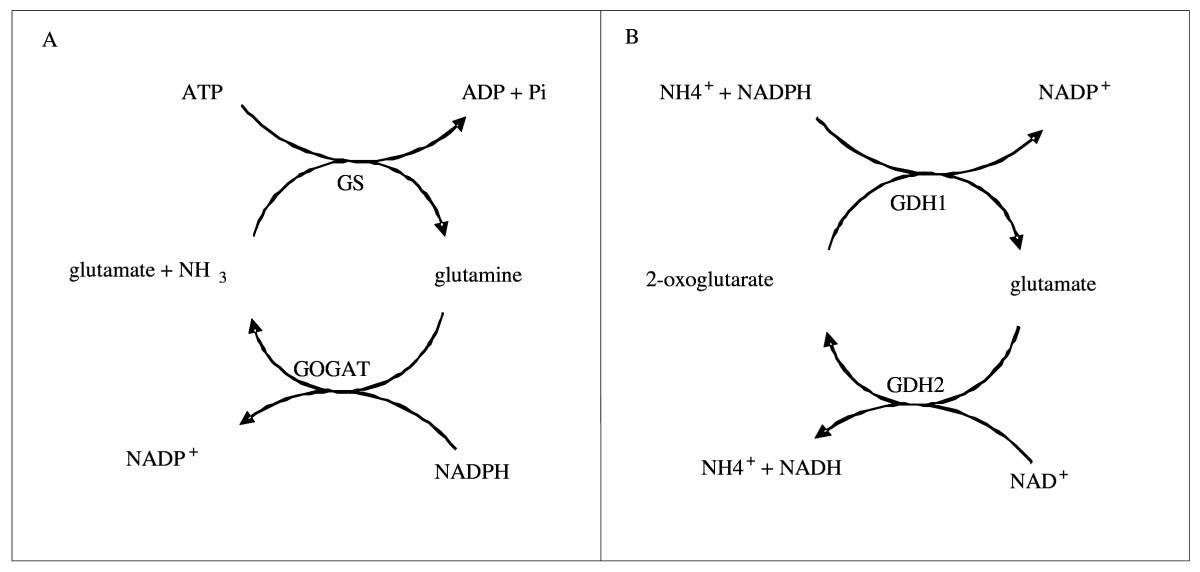 Glutamate dehydrogenase and glutamine synthetase are regulated in ...