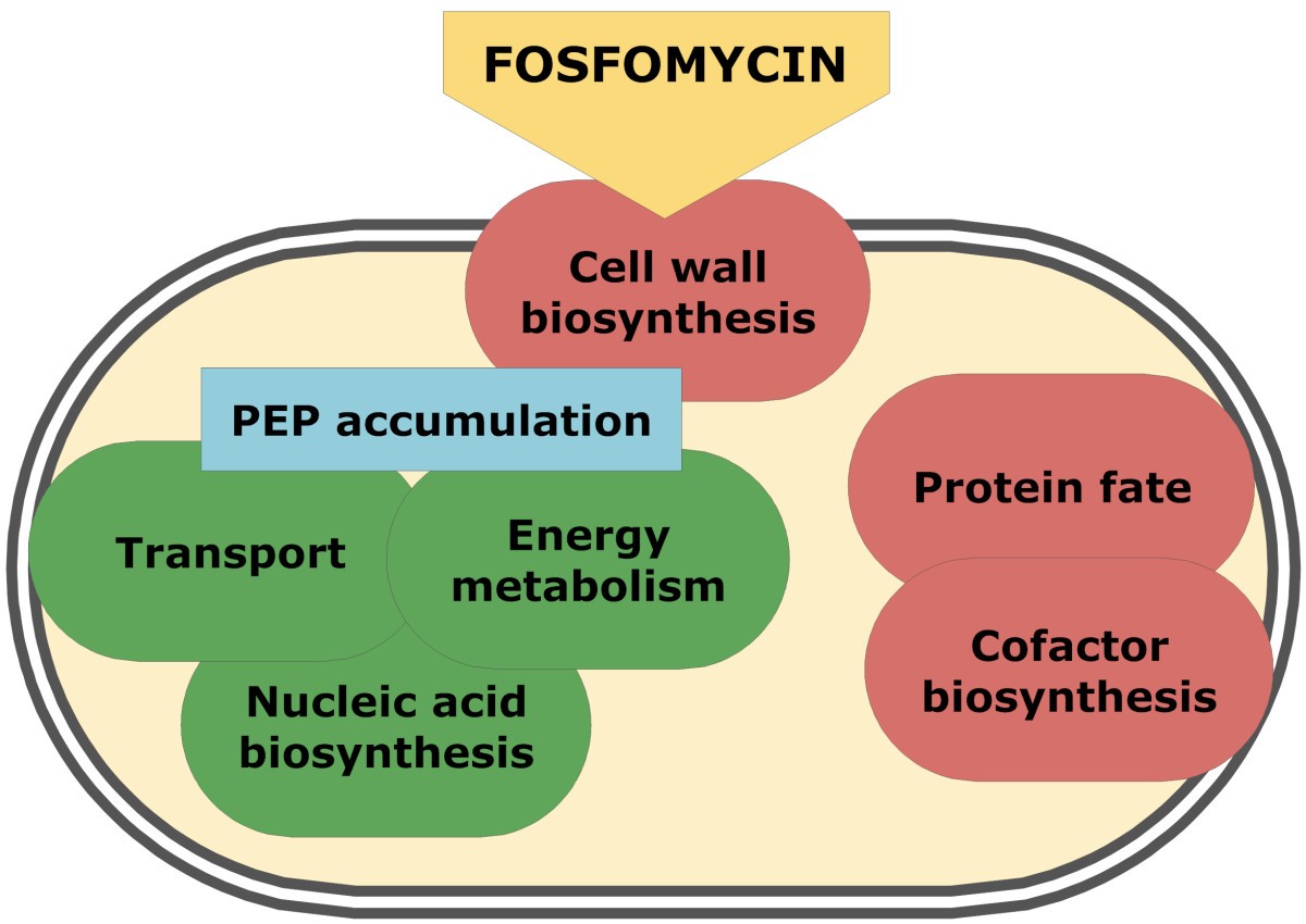 Revealing fosfomycin primary effect on Staphylococcus aureus ...
