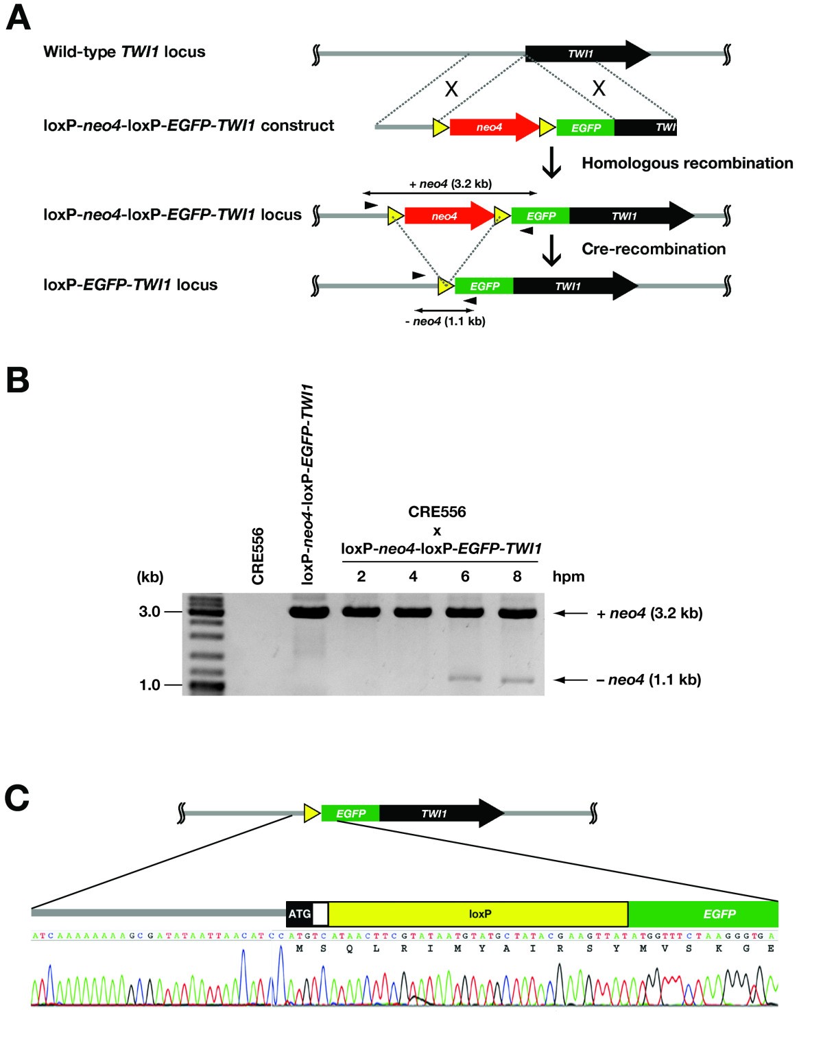 Establishment of a Cre/loxP recombination system for N-terminal epitope ...