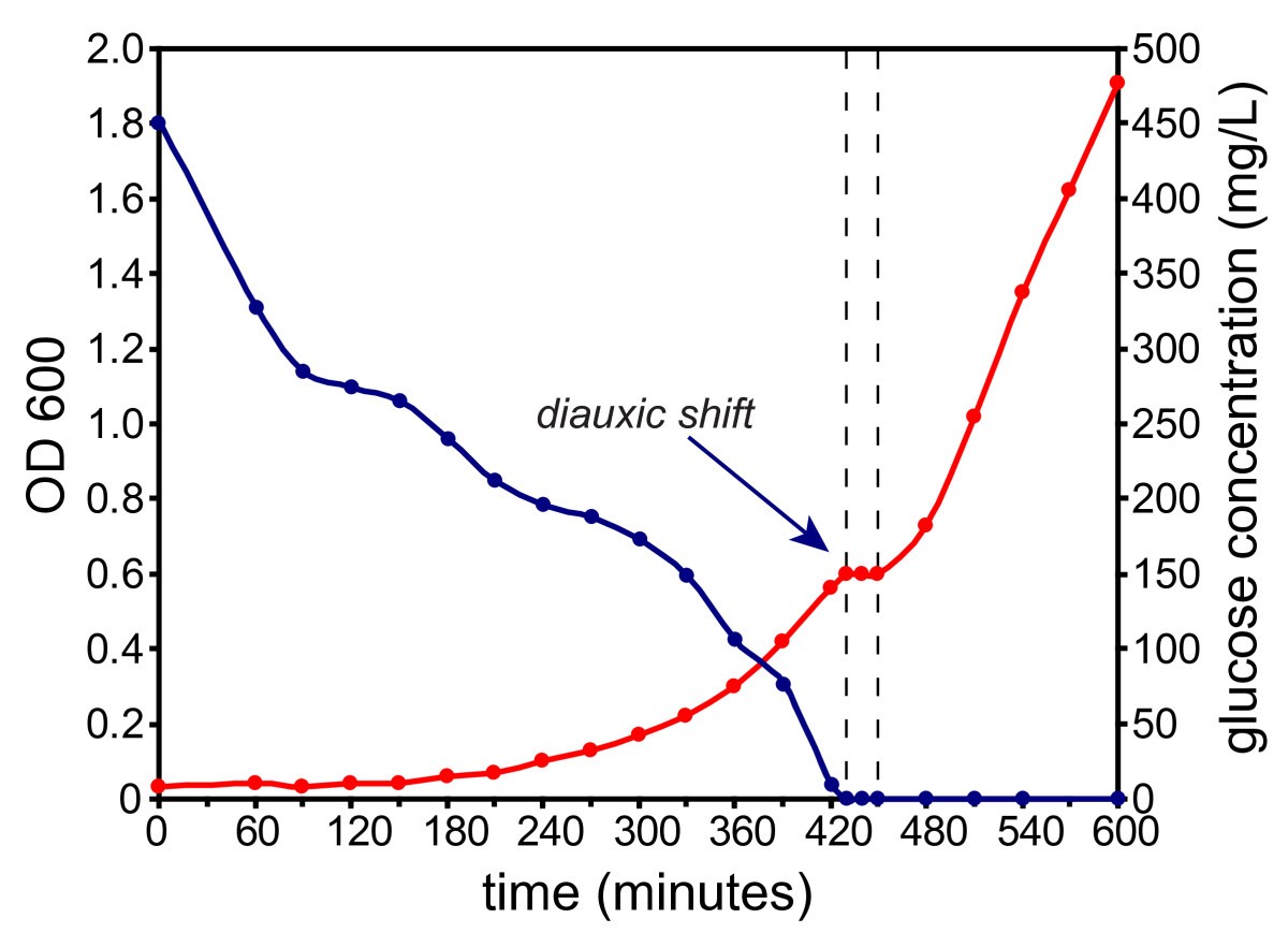 Protein expression dynamics during Escherichia Coli glucose-lactose ...