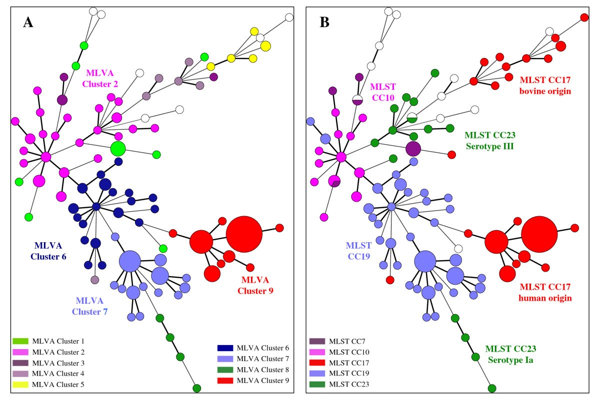 A multi locus variable number of tandem repeat analysis (MLVA) scheme ...