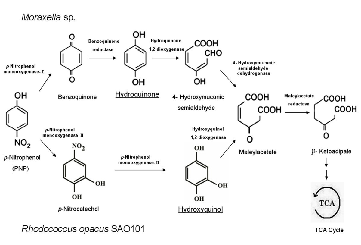 Identification of the para-nitrophenol catabolic pathway, and ...