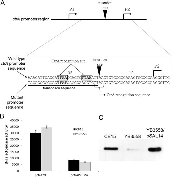 Effect of a ctrA promoter mutation, causing a reduction in CtrA ...