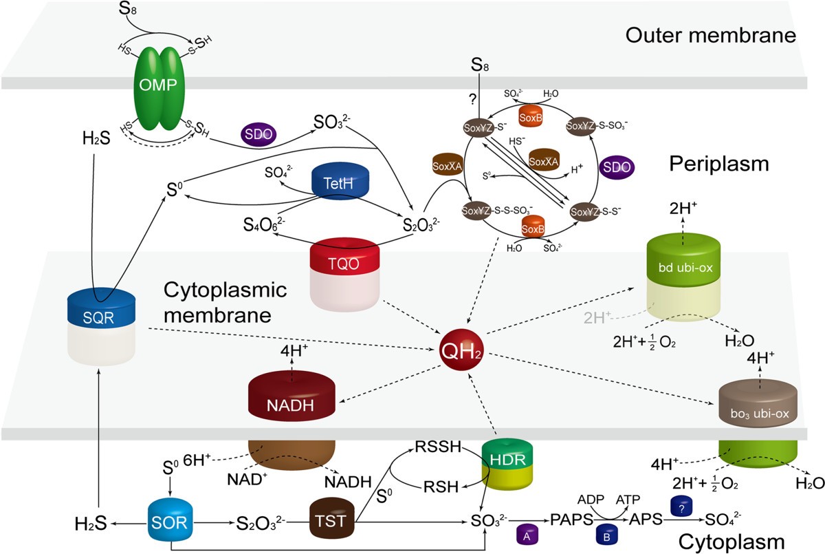 Whole-genome sequencing reveals novel insights into sulfur oxidation in ...