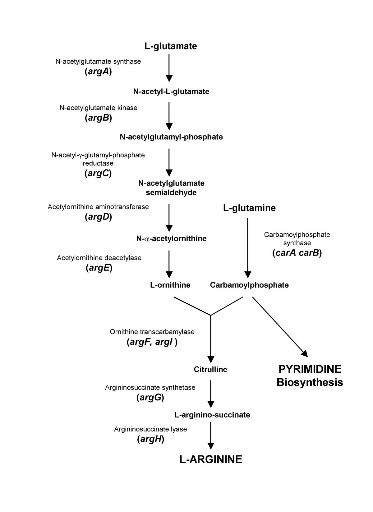 Stationary phase expression of the arginine biosynthetic operon argCBH ...