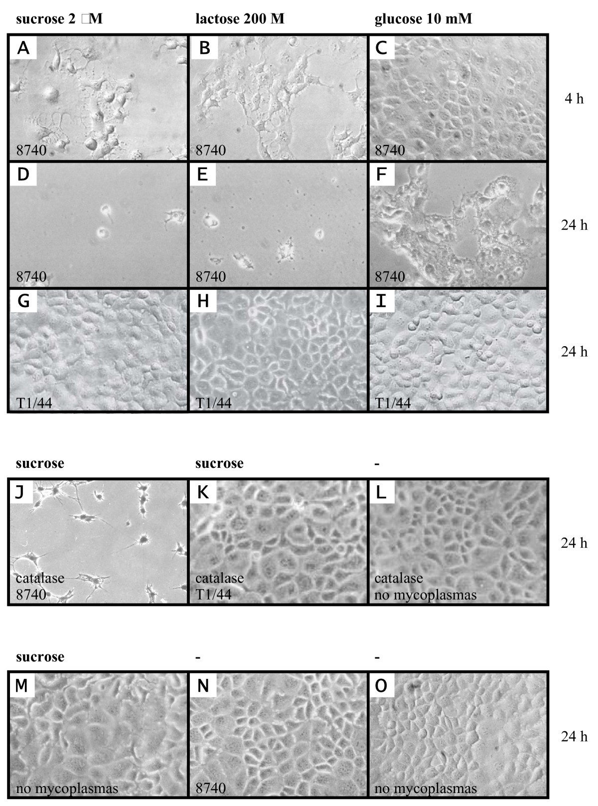 β-D-Glucoside utilization by Mycoplasma mycoides subsp. mycoides SC ...