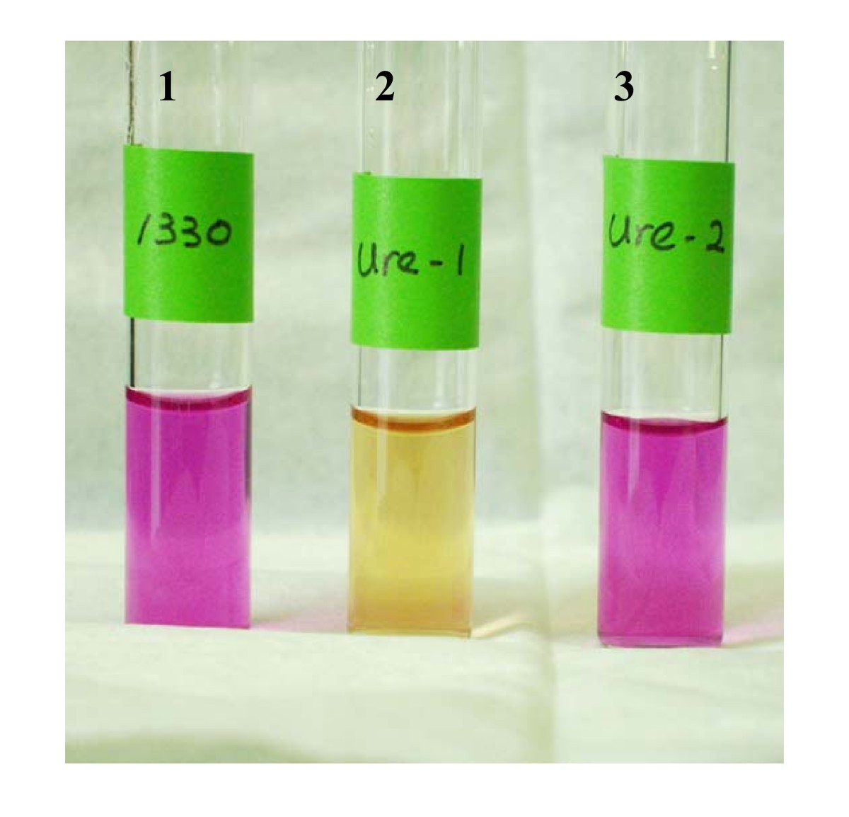 Brucella suis urease encoded by ure 1 but not ure 2 is necessary for ...