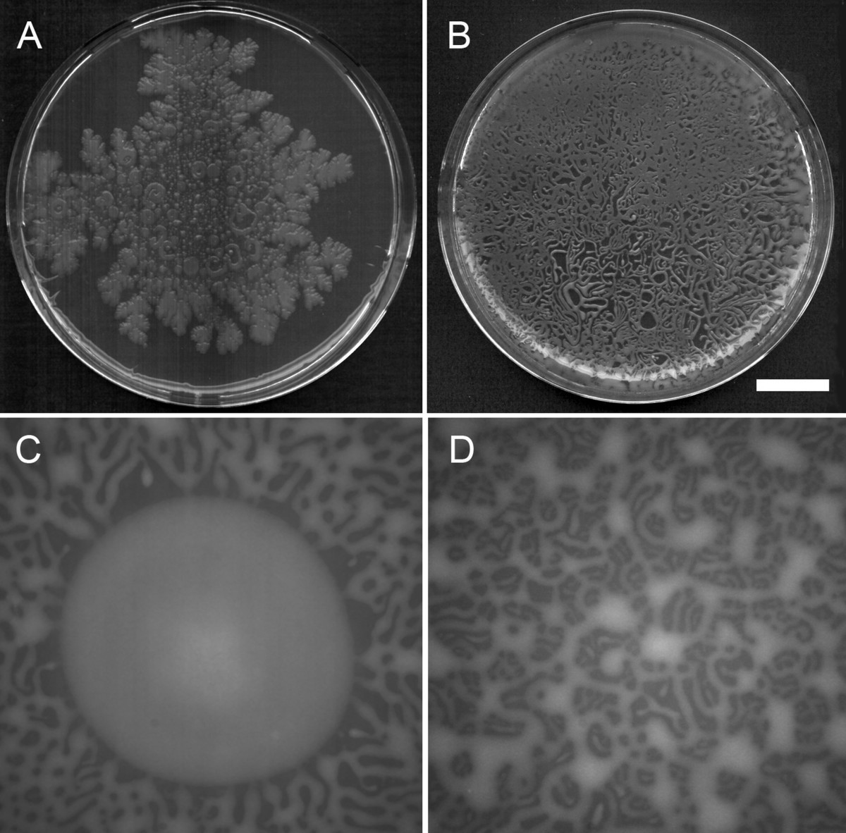 Swarming and complex pattern formation in Paenibacillus vortex studied ...