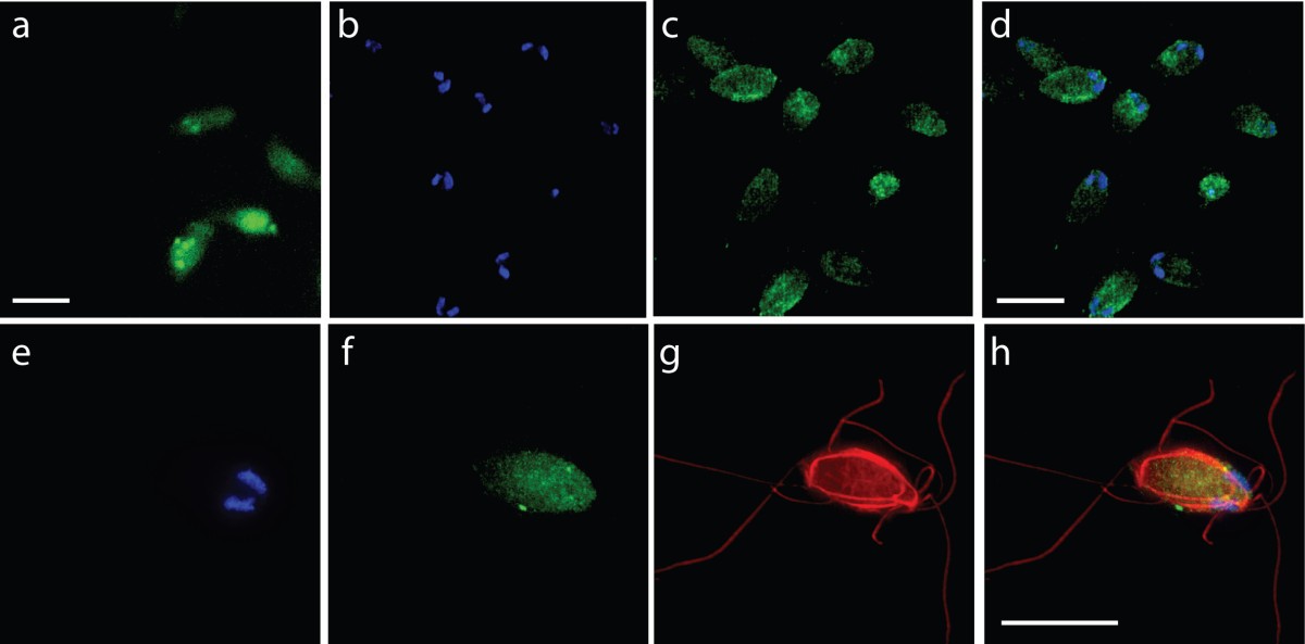 Stable transformation of an episomal protein-tagging shuttle vector in ...