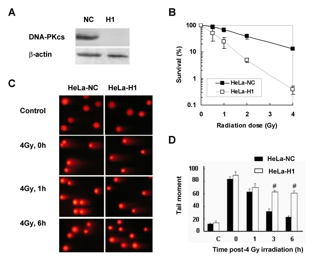 DNA-PKcs plays a dominant role in the regulation of H2AX ...