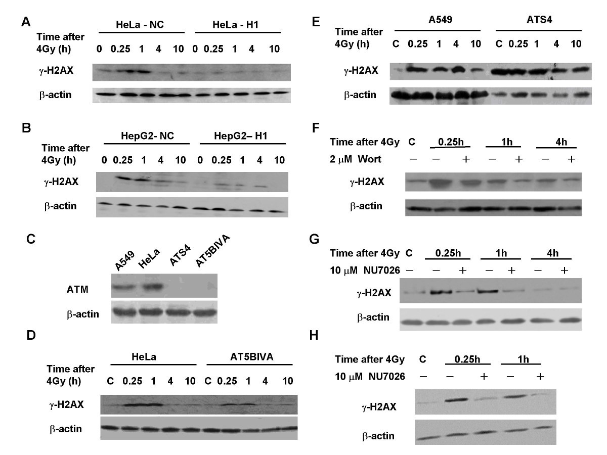 Dna Pkcs Plays A Dominant Role In The Regulation Of H2ax