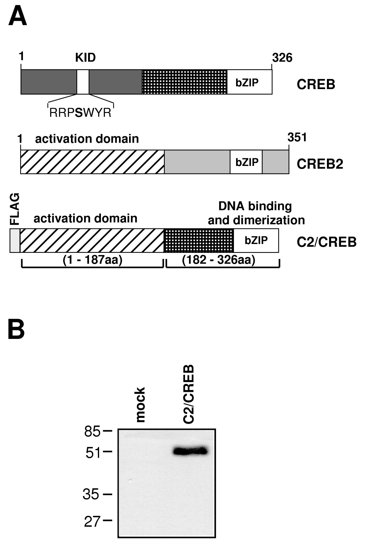 cAMP response element binding protein (CREB) activates transcription ...