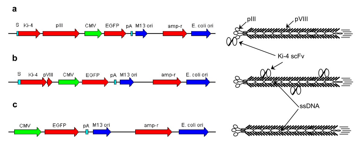 Gene transfer of Hodgkin cell lines via multivalent anti-CD30 scFv ...