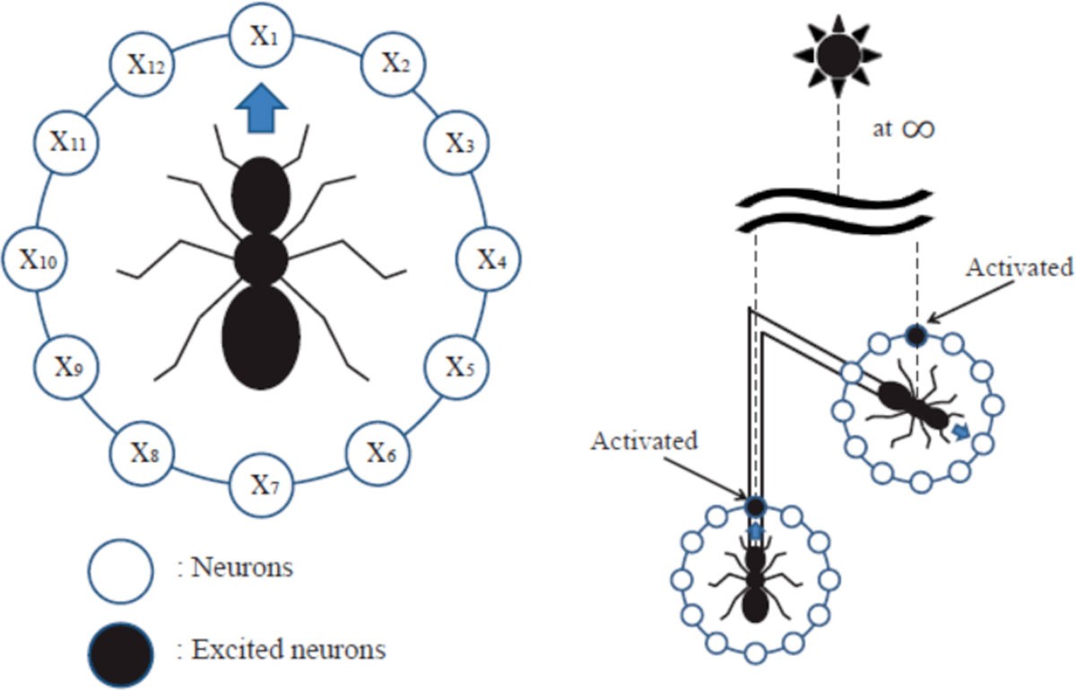 Neural population coding of movement direction for path integration ...
