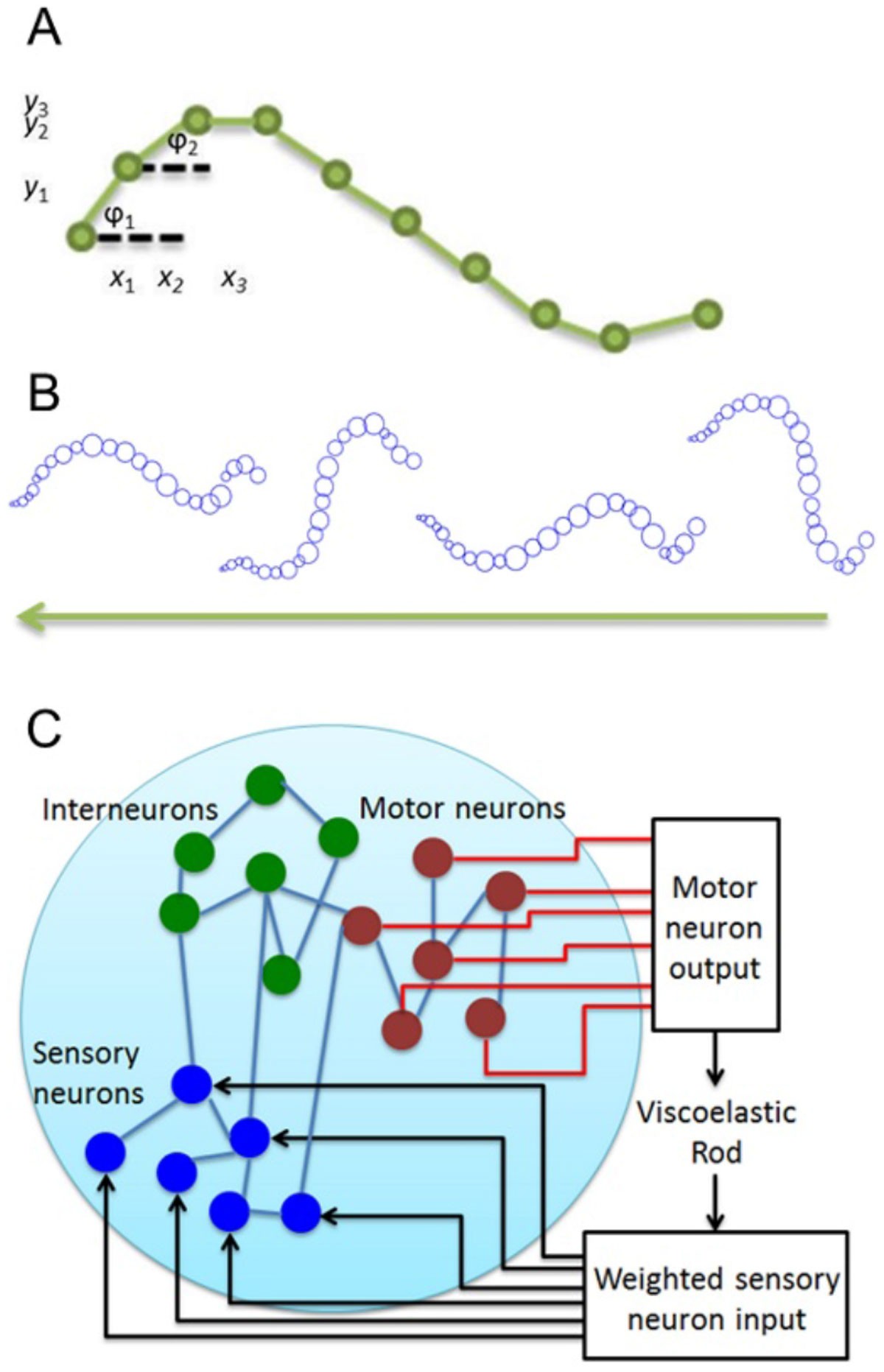 Closing the loop: optimal stimulation of C. elegans neuronal network ...