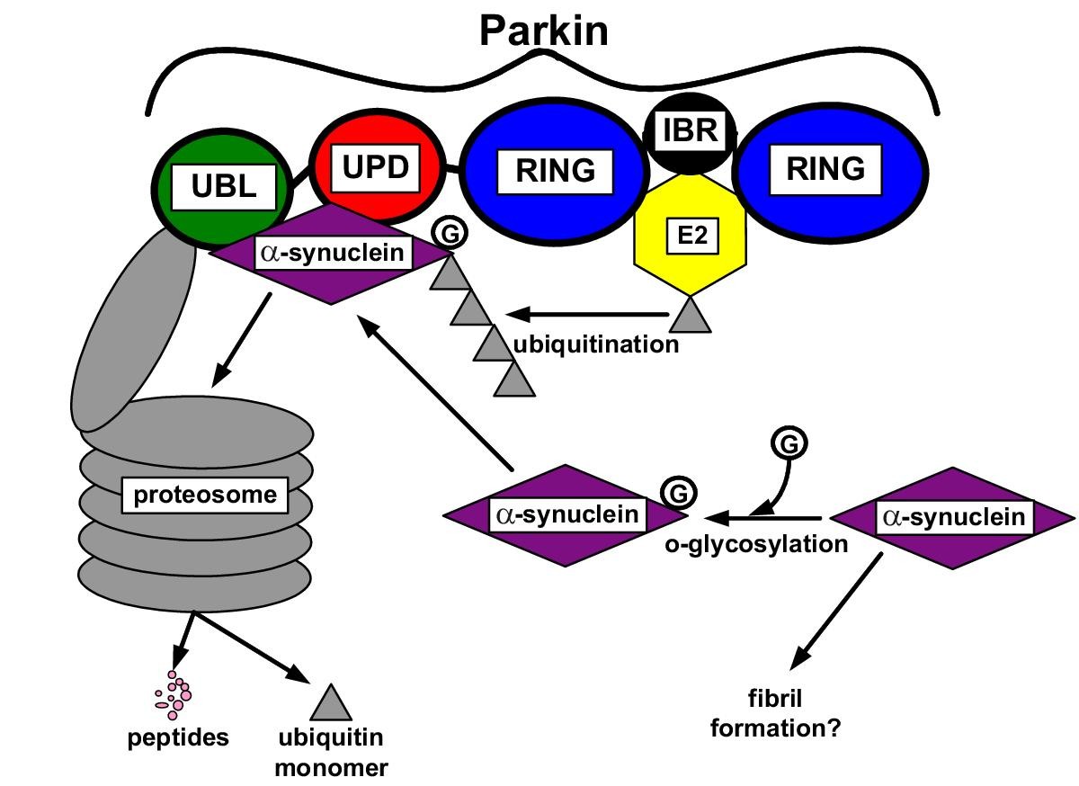 parkin counteracts symptoms in a Drosophila model of Parkinson's disease | BMC Neuroscience ...