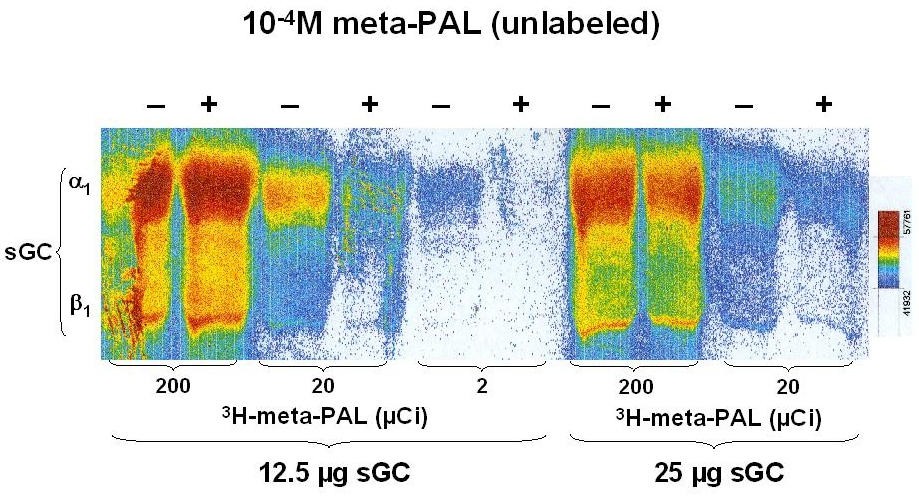 NO-independent regulatory site of direct sGC stimulators like YC-1 and ...