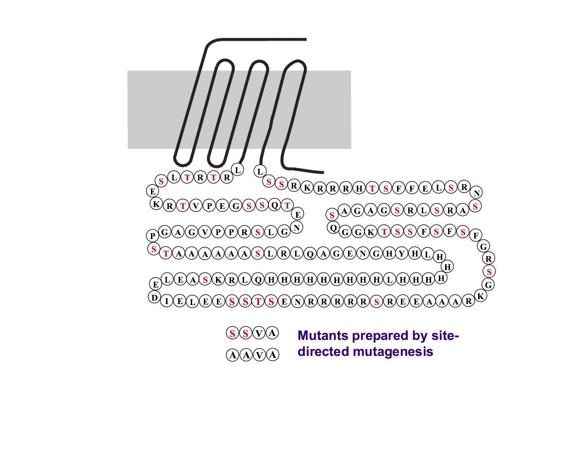 Down-regulation of the alpha-2C adrenergic receptor: involvement of a ...